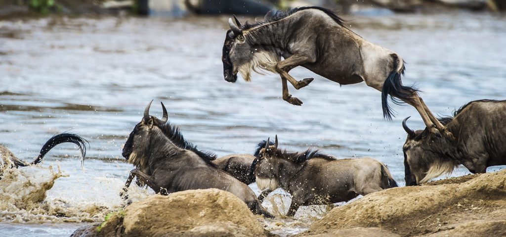 Wildebeest migration river crossing | Tanzania Safari Desire