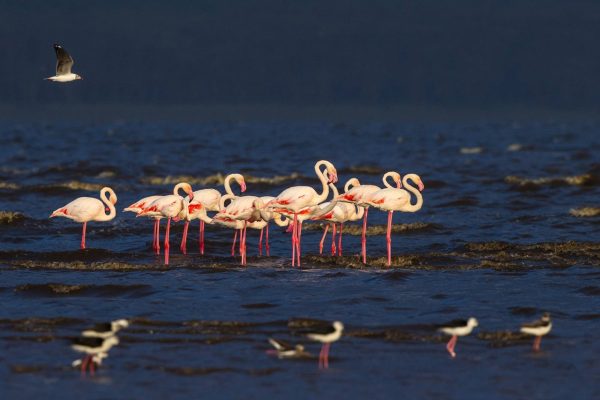 Arusha National Park | Closest park to Arusha City