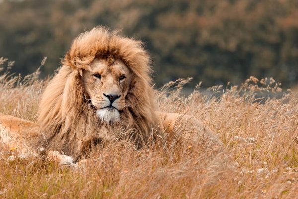 What are the African Safari Big Five? | Tanzania's safari Big 5